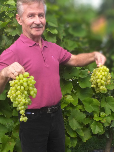 Ten ekskluzywny trunek można wyprodukować tylko zimą. Jak powstaje wino ...